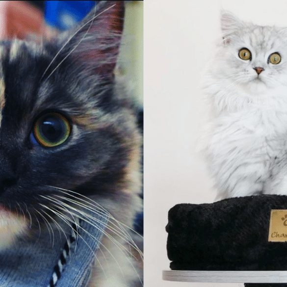 Meet Juno: An "Angry Cat" With Totally Rad Fur