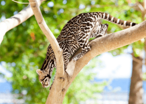 Big Cat 411: All About The Margay