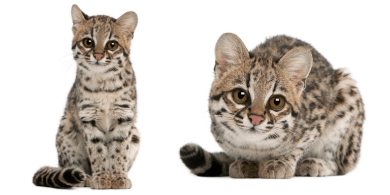 Oncilla: Cool Facts to Know | Blog - Cattitude