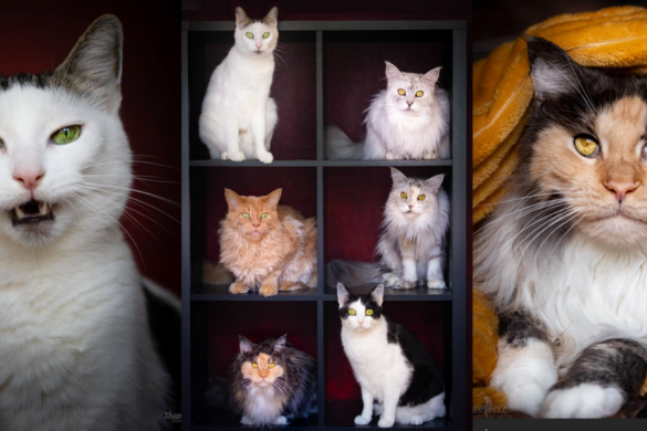 A Collection of Cats With Mustaches To Brighten Your Day