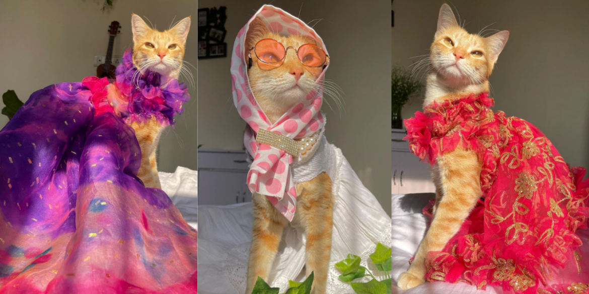 Fashionable Female Ginger Tabby Has A Thing For Clothes