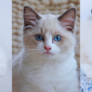 Funky Felines: Here Are the Weirdest-Looking Cat Breeds