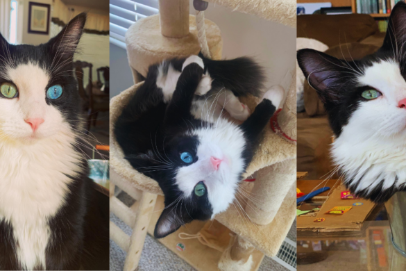 A Breakdown Of Cat Coat Patterns And Markings