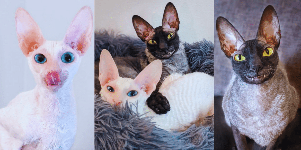 Meet Pixel & Sophie: A Goofy Pair Of Cornish Rex Kitty Cats