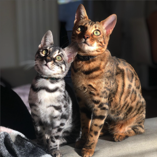 Cheeky Bengal Duo Named Tala And Mara Adventure Across Scotland