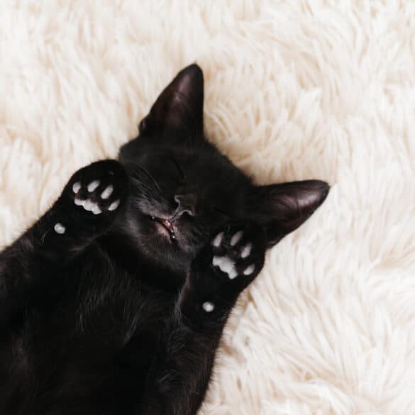 Your Cat Is Crepuscular Not Nocturnal—And Here's Why