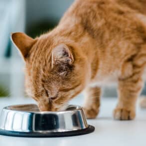 Identify Triggers and Manage Symptoms of Feline Anxiety