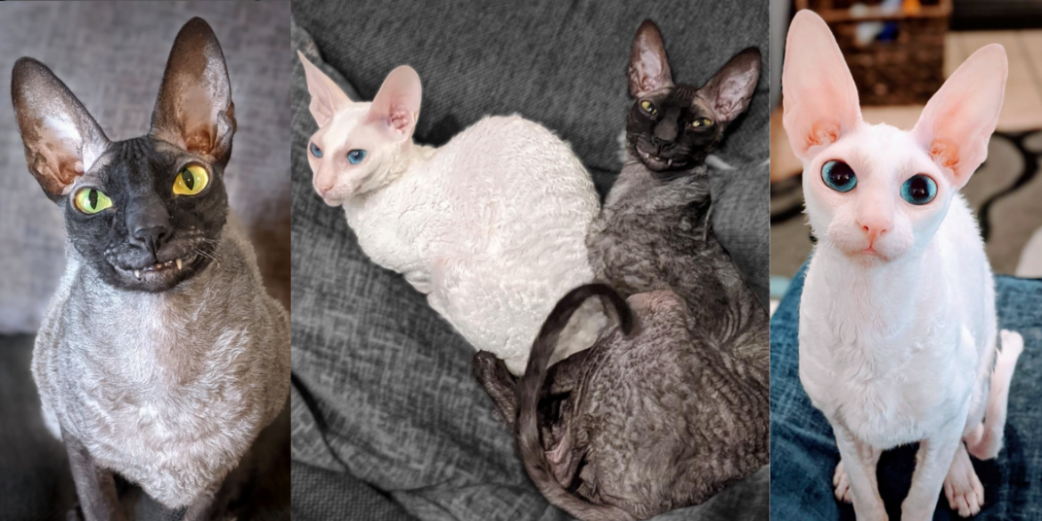 Meet Pixel & Sophie: A Goofy Pair Of Cornish Rex Kitty Cats