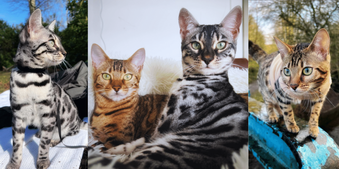 Cheeky Bengal Duo Named Tala And Mara Adventure Across Scotland