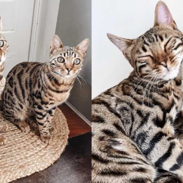 Meet Pixel & Sophie: A Goofy Pair Of Cornish Rex Kitty Cats