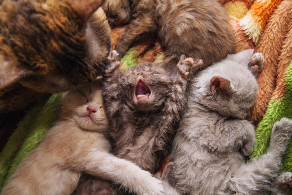 Selkirk Rex: Characteristics & Care | Blog - Cattitude