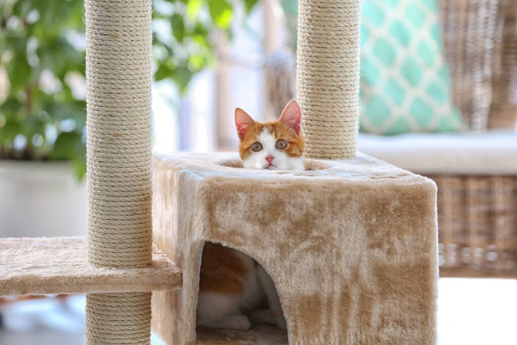 How to Pick a Cat Tree Your Cat Will Love – From An Expert View