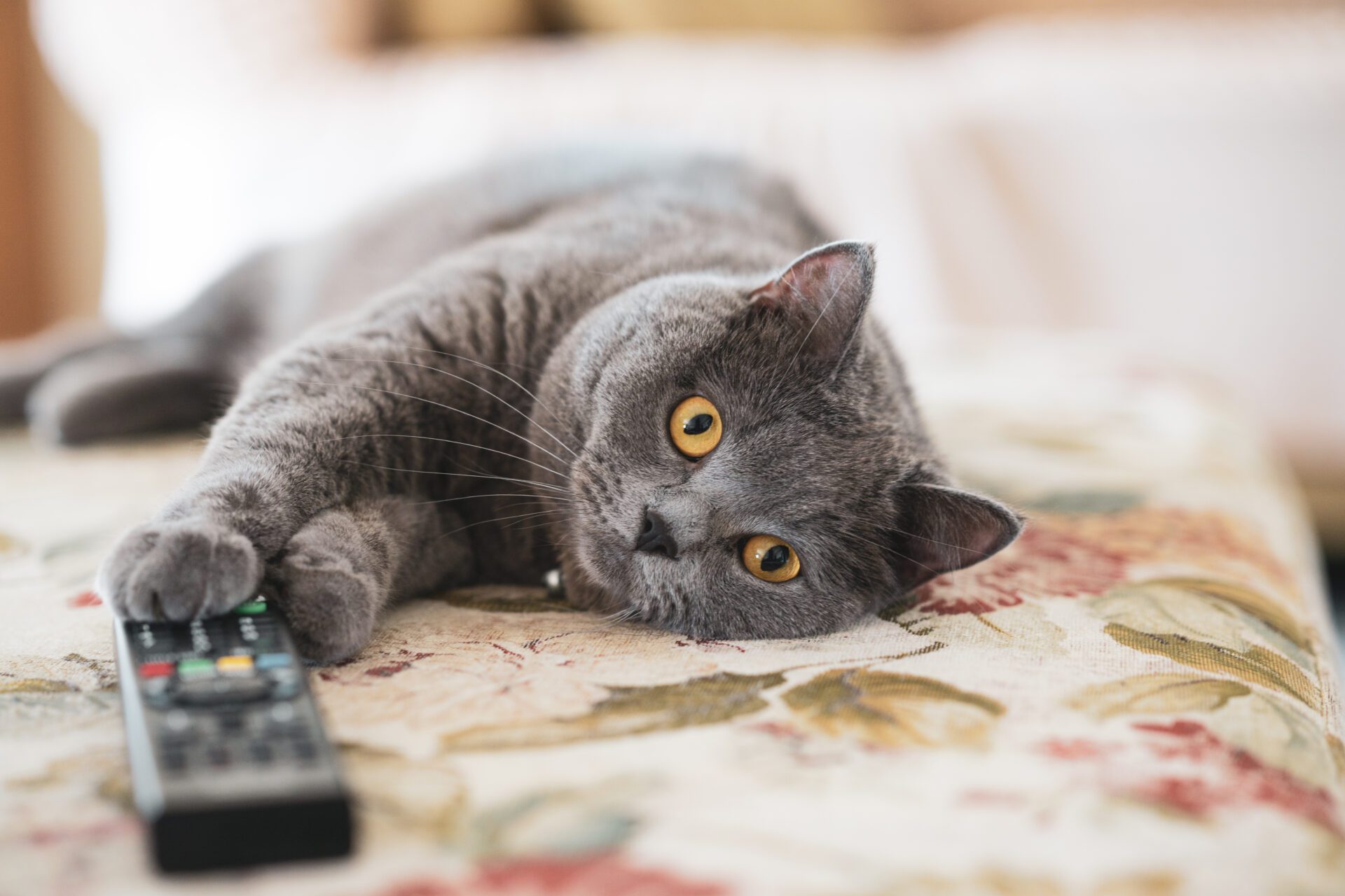 6 Ways to Let Your Cat Enjoy Nature from Indoors