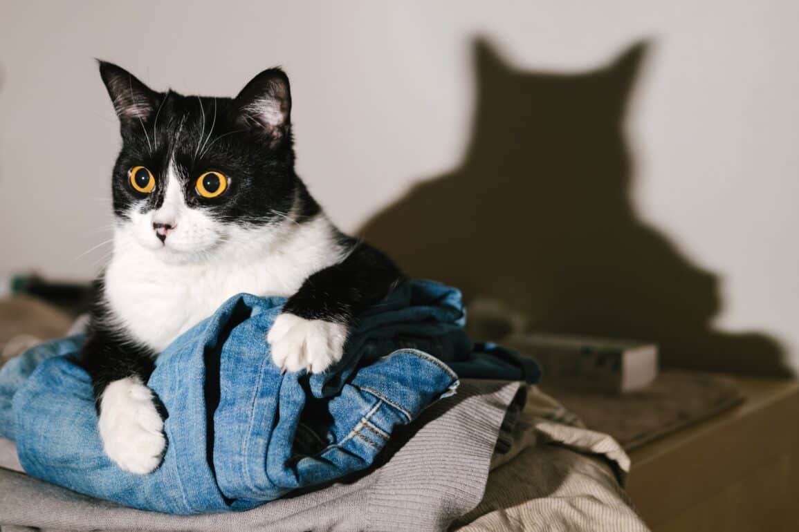 A Breakdown Of Cat Coat Patterns And Markings