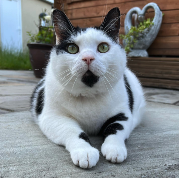 Keith The Cat Cow Is A Special Feline With A Heart As Big As Him