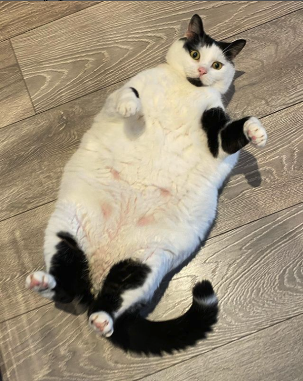 Keith The Cat Cow Is A Special Feline With A Heart As Big As Him