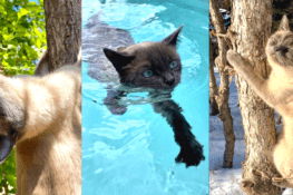 A Breakdown Of Cat Coat Patterns And Markings