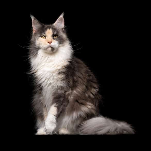 Interesting Facts About Malayan Tigers | Blog - Cattitude