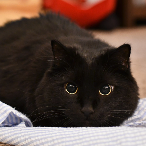 Rescued Siberian Black Cat Named Kole Is As Cool As Can Be