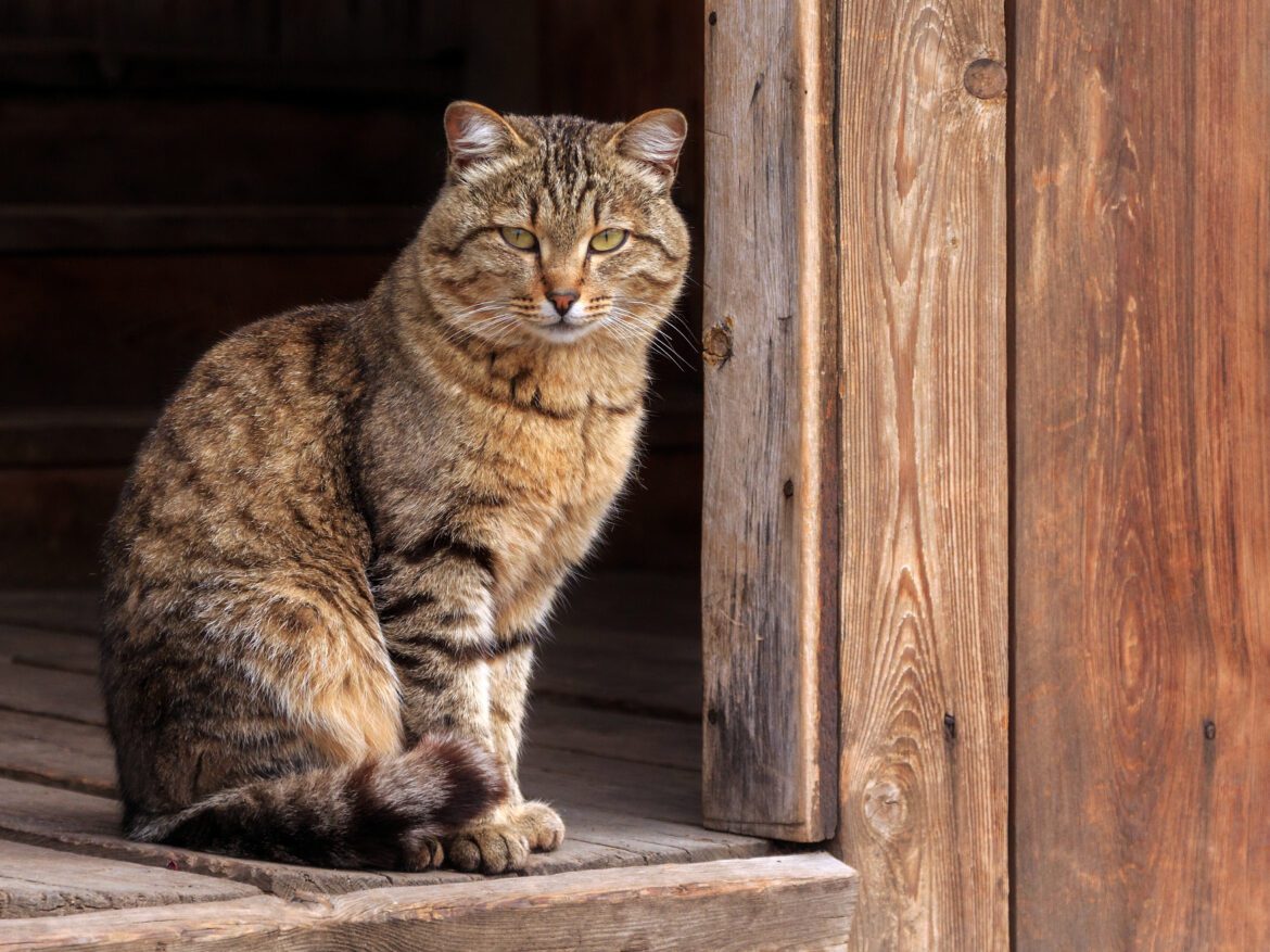 What Is A Working Cat?