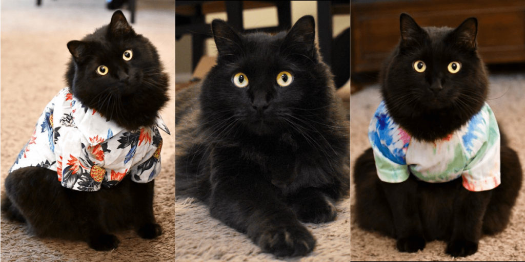 Rescued Siberian Black Cat Named Kole Is As Cool As Can Be