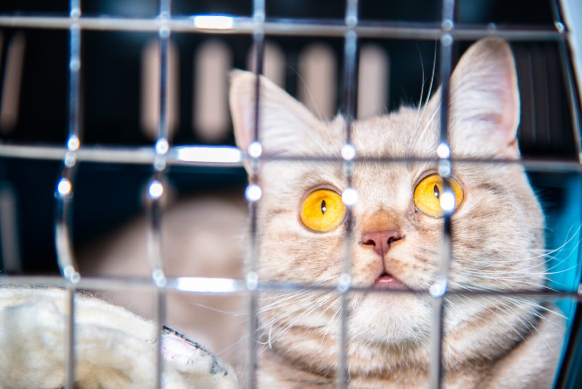 Tips To Help Your Cat Love Their Carrier