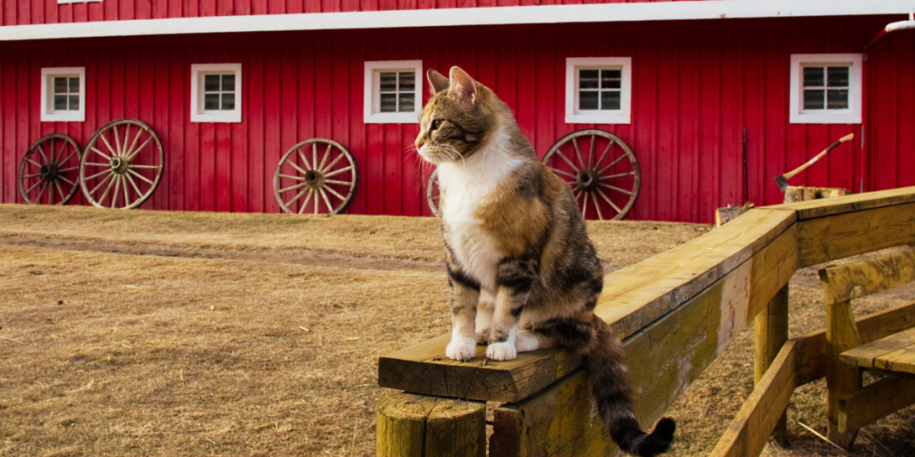 What Is A Working Cat?