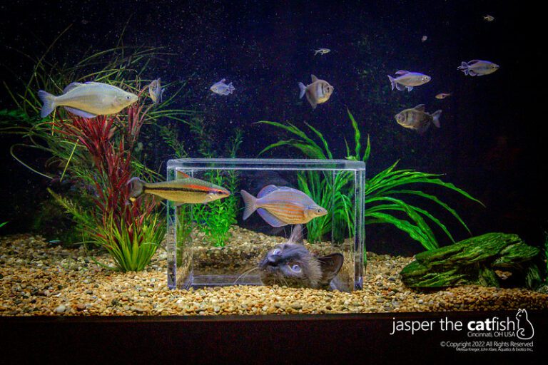 Meet Jasper The Cat And His Purrfect Fish Tank