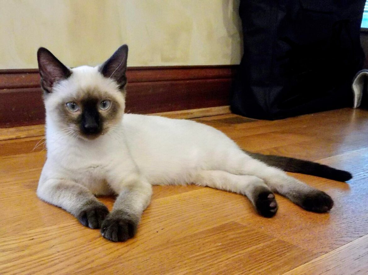 Meet Jasper The Cat And His Purrfect Fish Tank