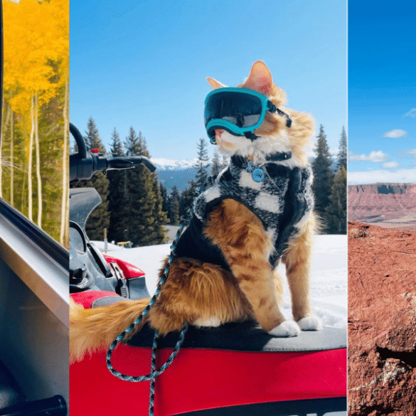 Meet Bustopher Jones: A Maine Coon Cat That Was Born To Impress