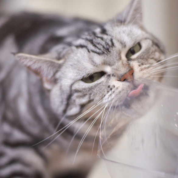 Meet Taylor Swift's Cats: Meredith Grey, Olivia Benson, & Benjamin Button