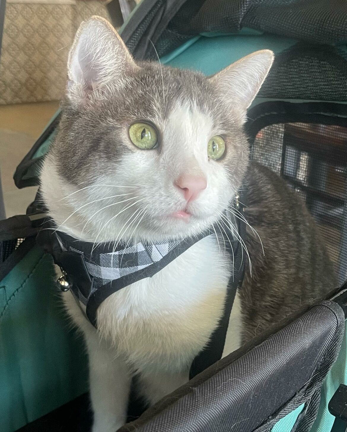 Cat Survives Extreme Abuse And Blossoms Thanks To Kindness, Hope, And Love