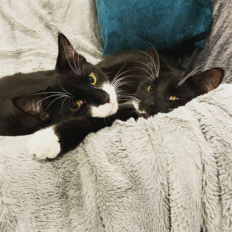 Rescued Cat Bros Charlie And Sylvester Are Full Of Personality And ...