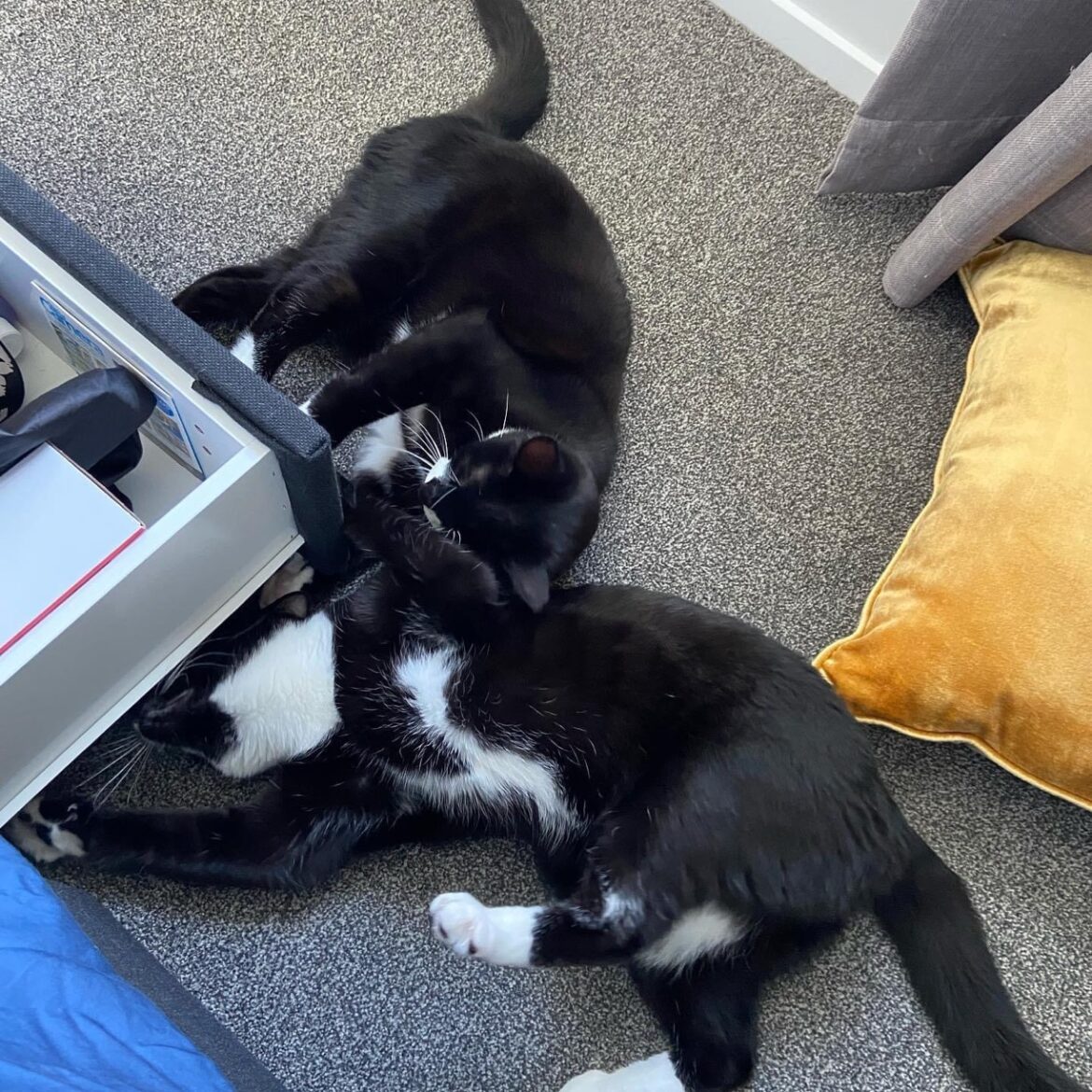 Rescued Cat Bros Charlie And Sylvester Are Full Of Personality And ...