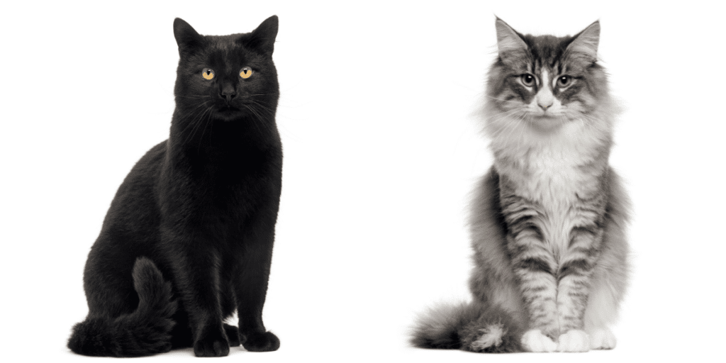 How To Train Your Cat To Sit