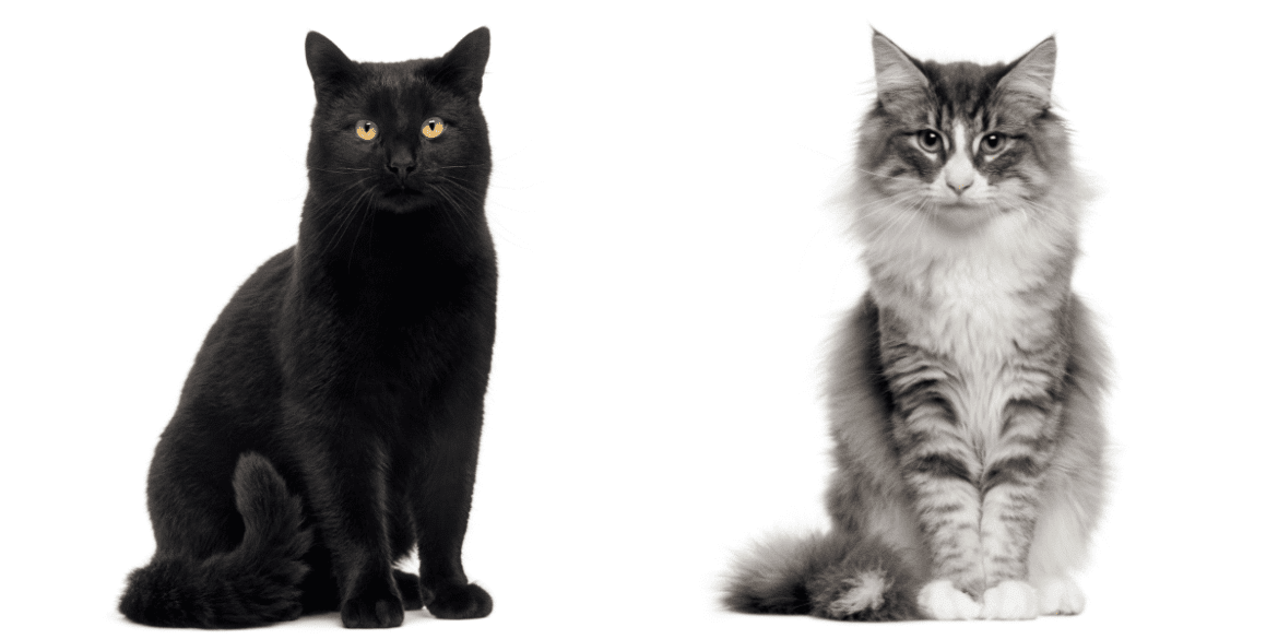 How To Train Your Cat To Sit
