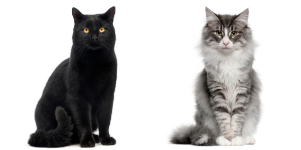 How To Train Your Cat To Sit