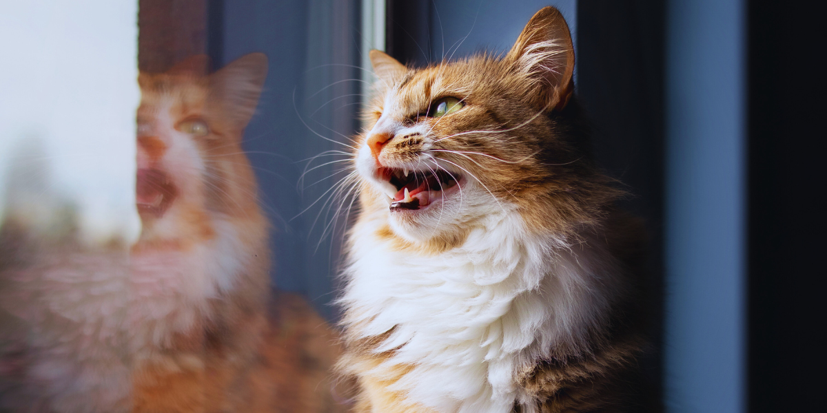 Identifying Common Cat Sounds And What They Mean