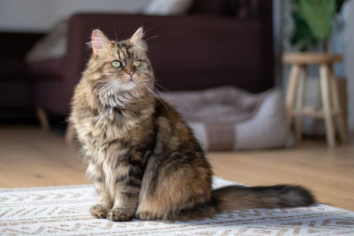 How To Train Your Cat To Sit