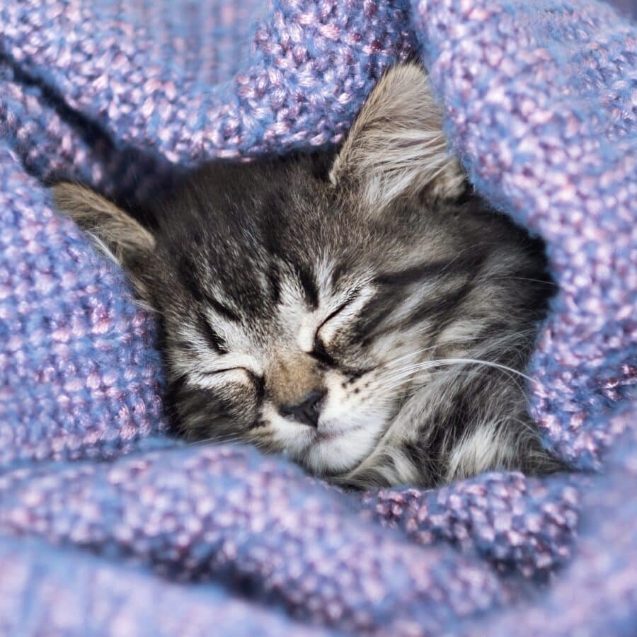 How To Train Your Cat To Play Nice