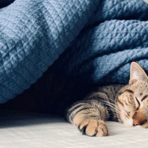 How Long Do Cats Stay Mad For?
