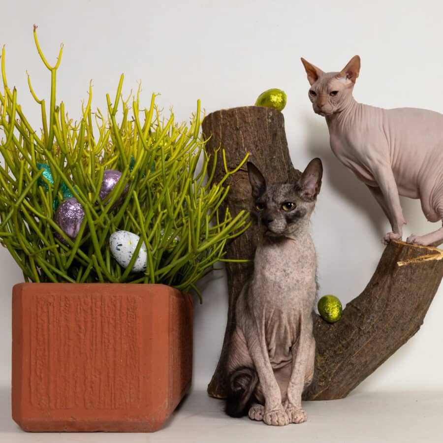 Margay: A Comprehensive Guide | Blog - Cattitude