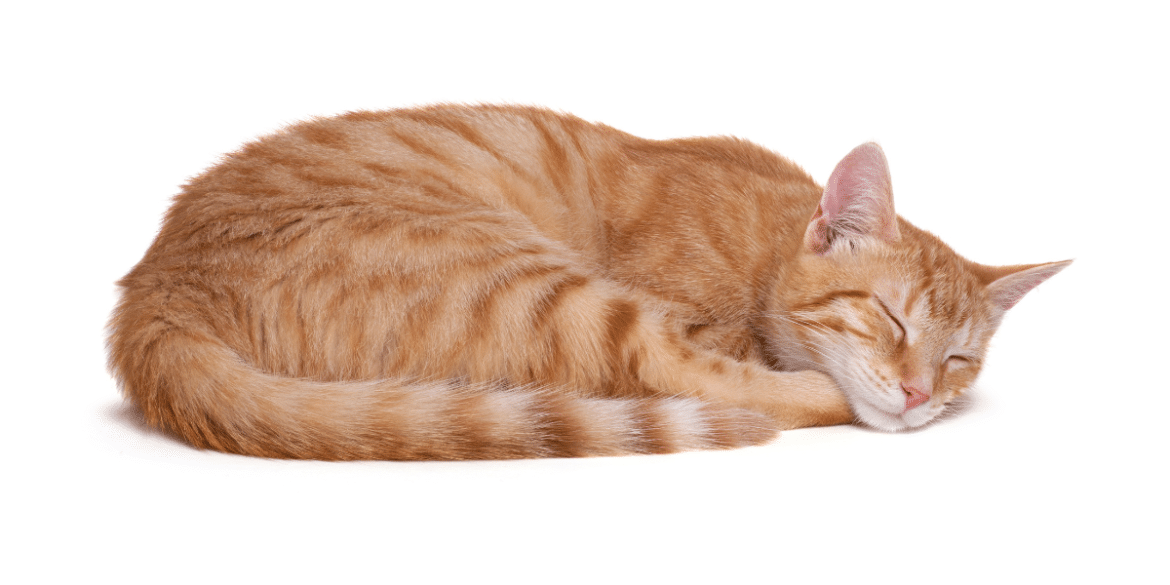 Cat Sleeping Positions Decoded