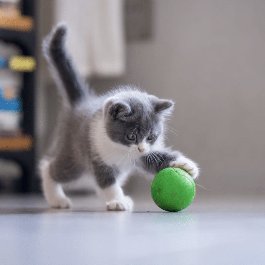 Your Cat Is Crepuscular Not Nocturnal—And Here's Why