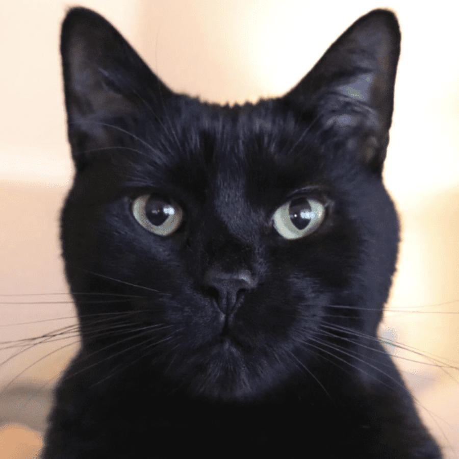 Meet Gyoza & Gnocchi: A Rescued Pair Of Polydactyl Cat Siblings