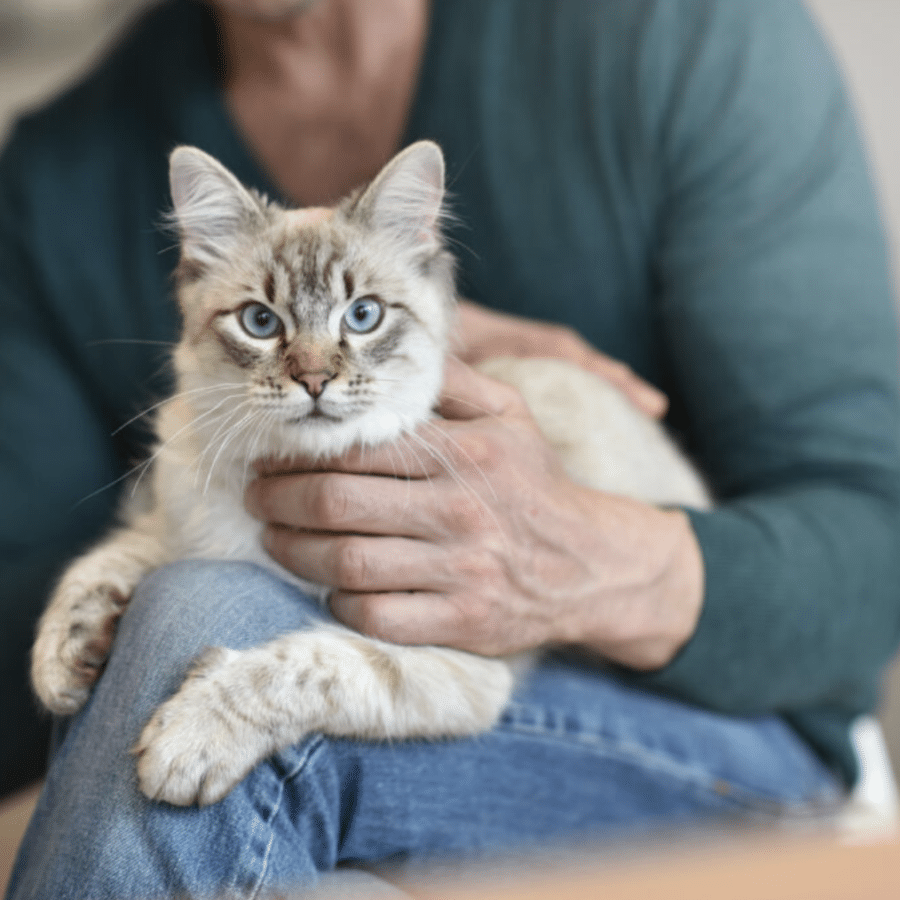Homepage [cattitudedaily.com]