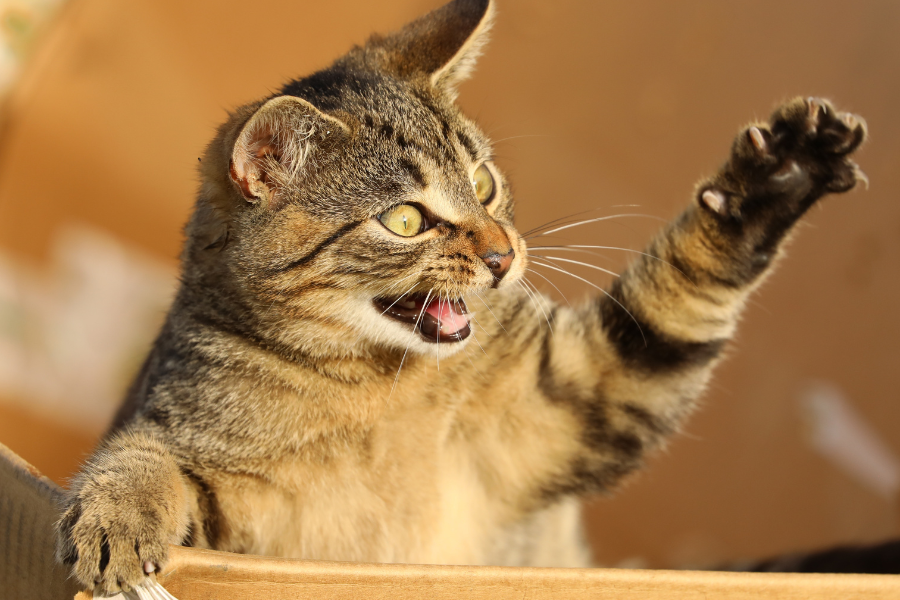 Long Haired Calico Cat: 5 Cats to Know | Blog - Cattitude