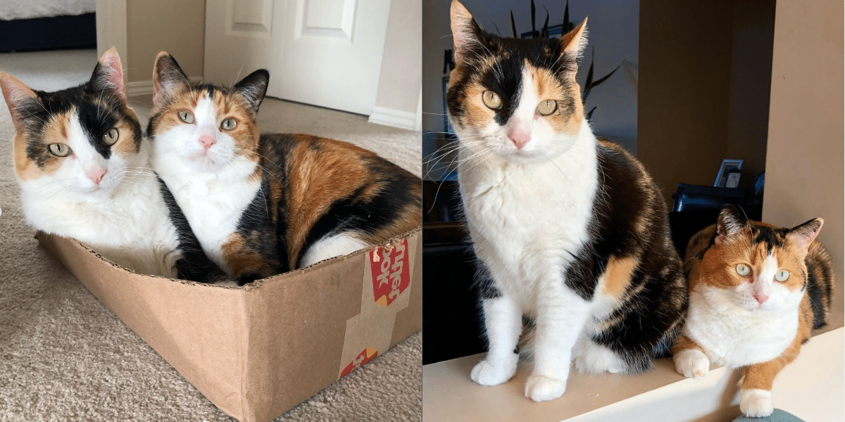Calico Cuties Posy & Rue Are Effortlessly Adorable