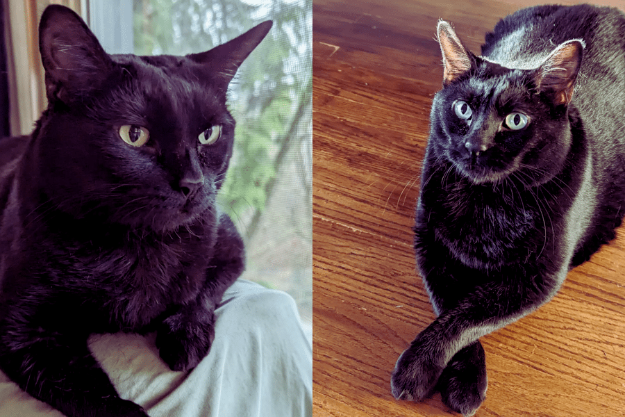 Funky Felines: Here Are the Weirdest-Looking Cat Breeds