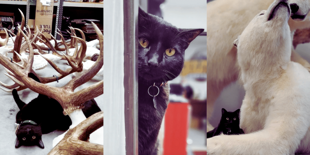 Meet Sir Indiana Bones: The Coolest Staff Cat Of All